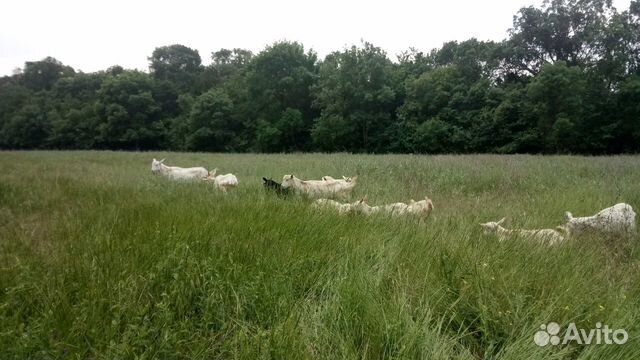 Продажа дойных коз и козлят