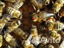 Пчеломатки