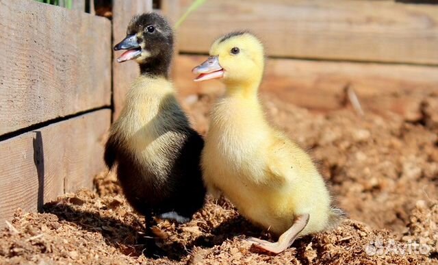 Утята башкирка