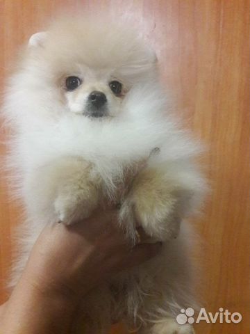 Взрослая девочка для разведения