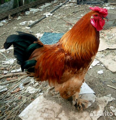 Петух Брама, черный хвост