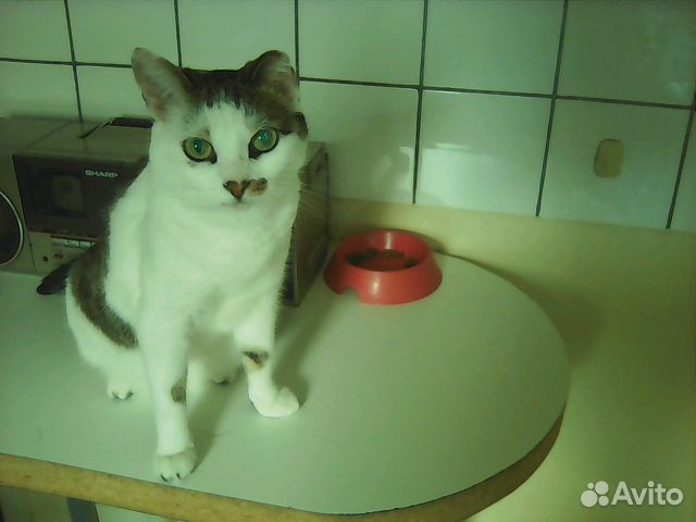 Кошечка Дюймовочка