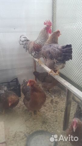 Семья Билефельдер