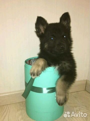 Девчата-лайчата в дар