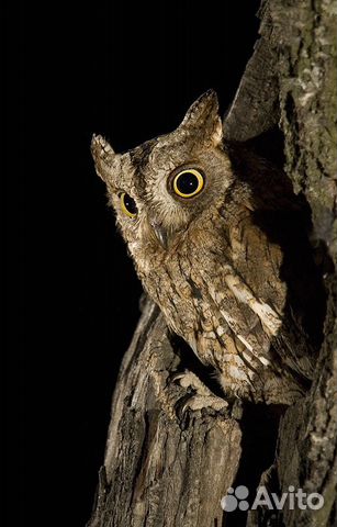 Сова карликовая