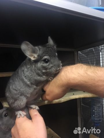 Продаётся шиншиллёнок