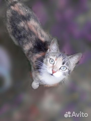 Роскошный котенок Сури,метиска,1,5годика.,в дар