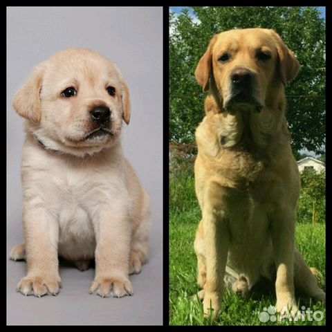 Вязка кобель лабрадор