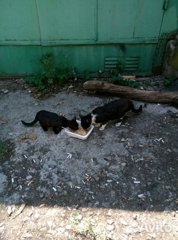 Котенок черный и кошка нуждаются в доме