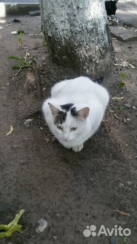 Белочка. Добрая стерлизованная кошка. Отдам в добр
