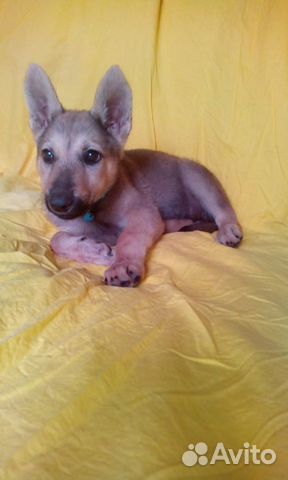 Ушастик Кира в дар