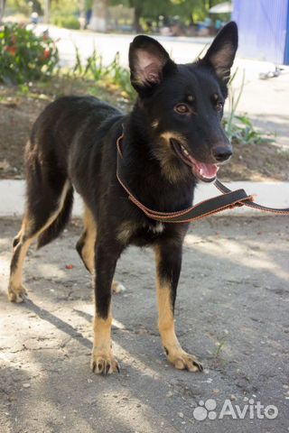 Антра, 10 мес. Ищет дом