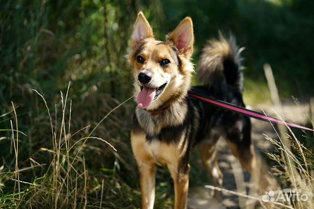 Небольшой песик Фокс в добрые руки
