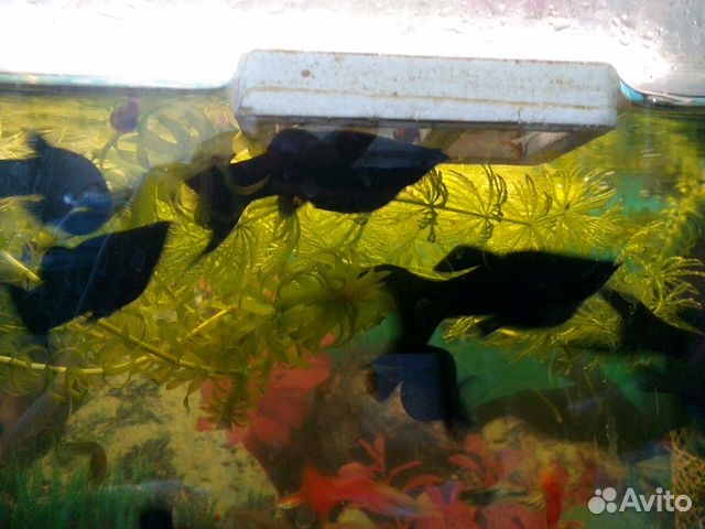 Черные молли