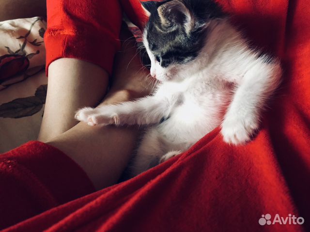 Отдам котёнка-девочку