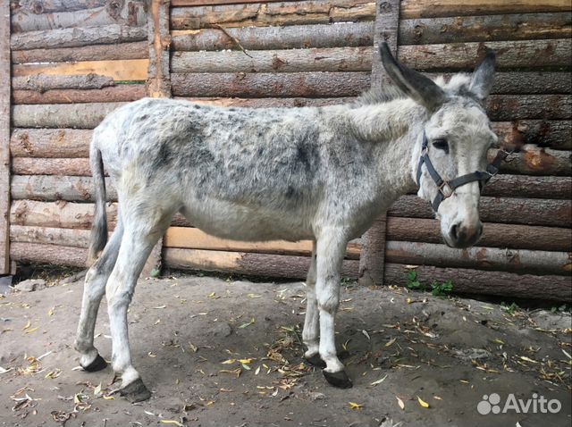 Продам ослицу