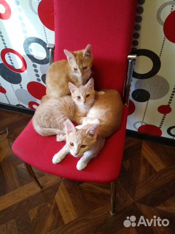 Рыжие котята в добрые руки