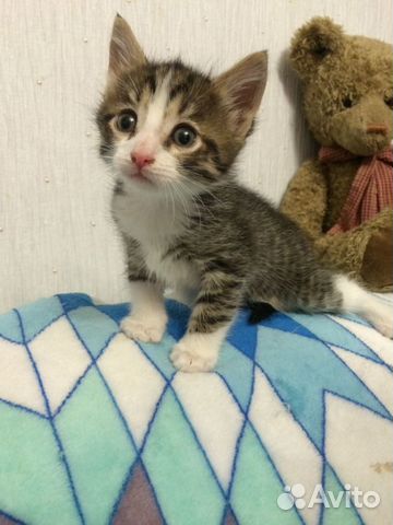 Котята