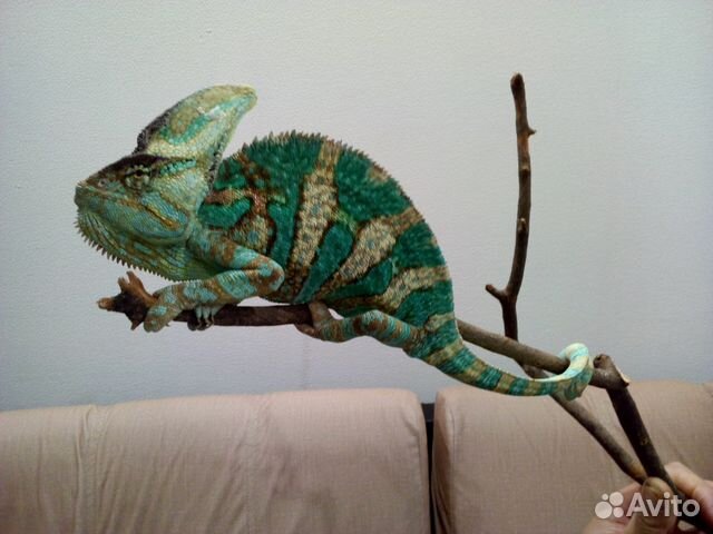 Продам Йеменского хамелеона