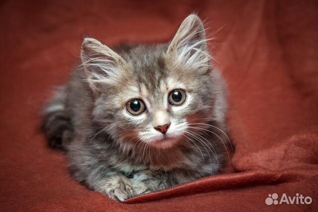 Рошель в поисках дома, в дар