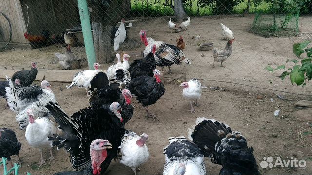 Индюшки племя