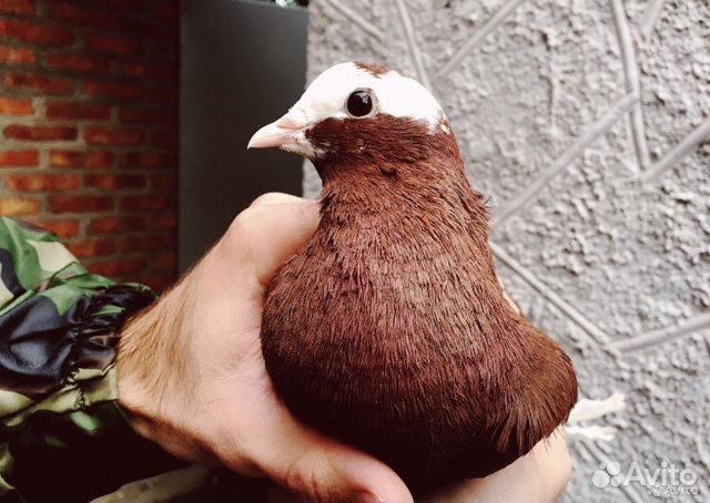 Армавирские белоголовые бойные голуби