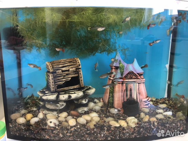 Аквариум 30л