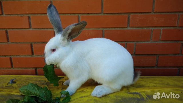 Кролик самец великан