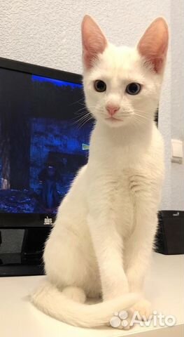 Котенок турецкая ангорка мальчик