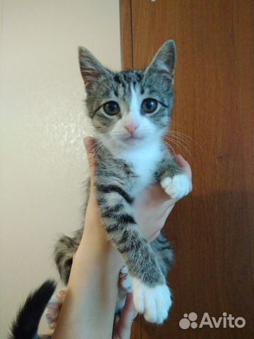 Серополосатая с белым девочка, котенок, 3 мес