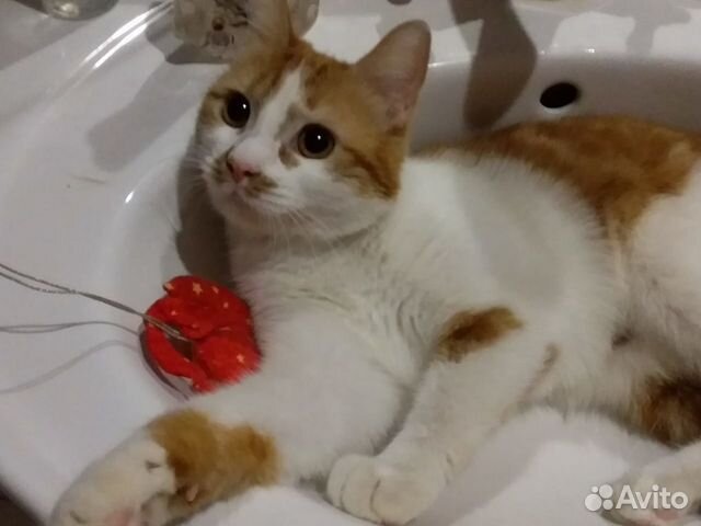 Маленькая волшебница Пеппи- 8 мес стерилизована