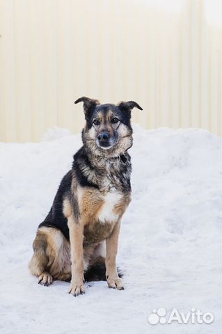 Пес Барбос - друг на всю жизнь (собака в дар)