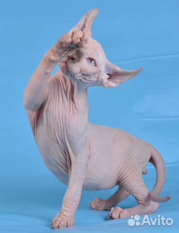 Котята эльфы голубоглазые