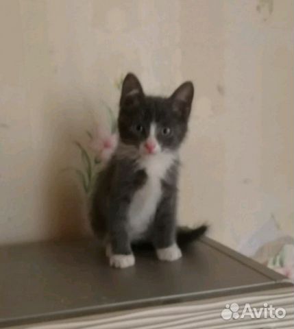 Котенок серо-белый мальчик 2,5мес в добрые руки