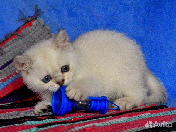 Шиншилла-пойт котик