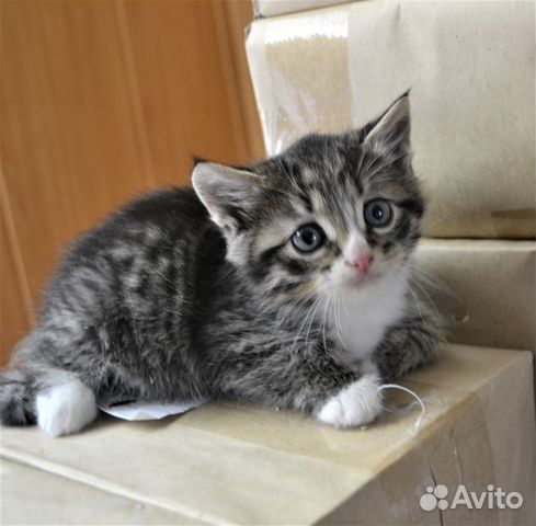 Котенок из монастыря в добрые руки