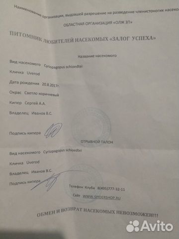 Паук птицеед