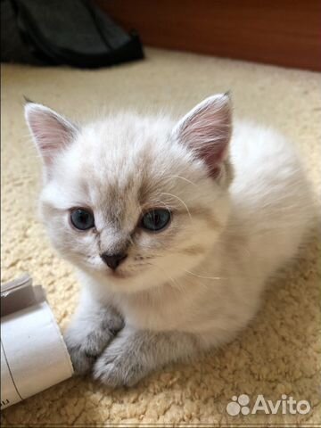 Кошечка мурчалочка 2,5 мес