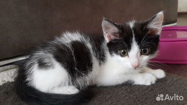 Котенок Манюня