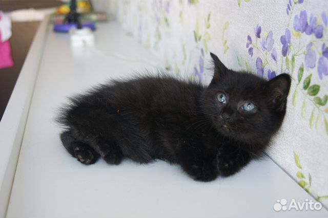 Пушистая мини-пантерка 1.5 мес в дар