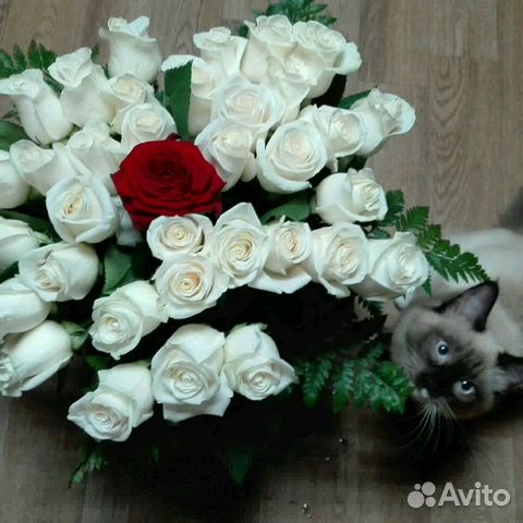 Красивая кошечка ищет своего котика