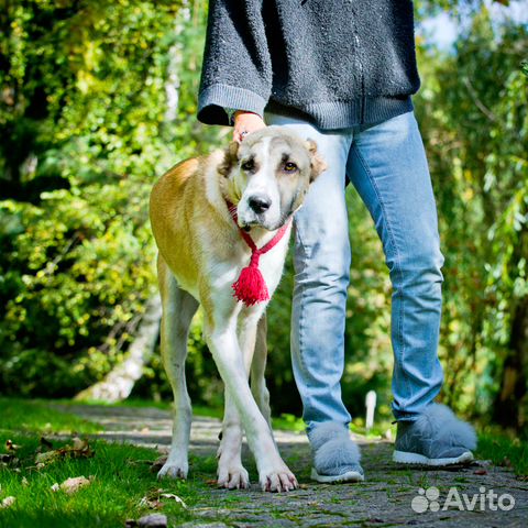 Гера. Алабайка в Дар