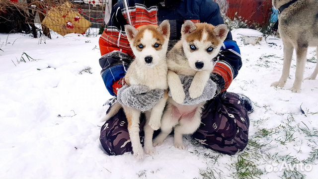 "красотка" хаски