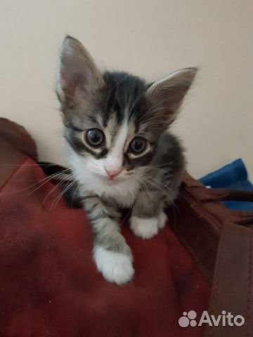 Котенок девочка в добрые руки