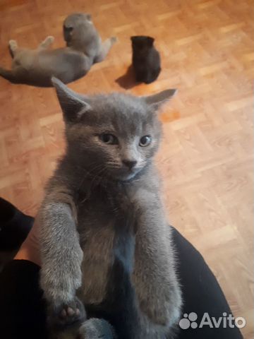 Котятки