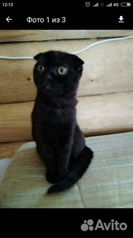 Клаус в поисках семьи