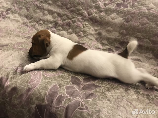 Мальчик Джек-Рассел-Терьер