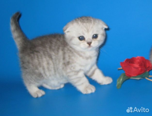 Шотландские и британские кошечки питомник