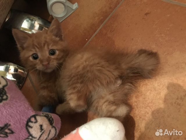 Котёнок Гарфилд в добрые руки