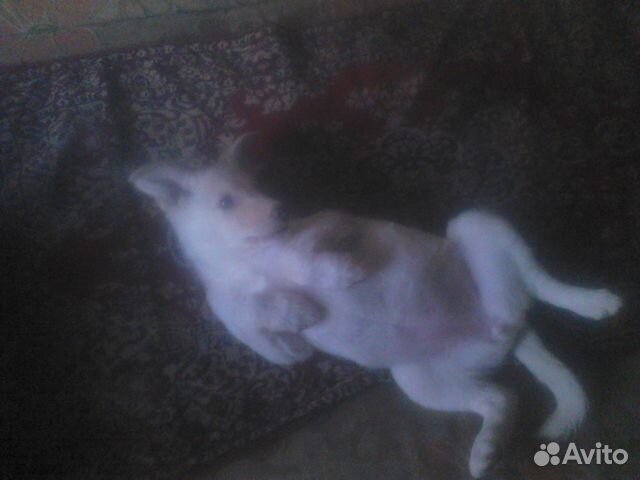 Отдам щенка